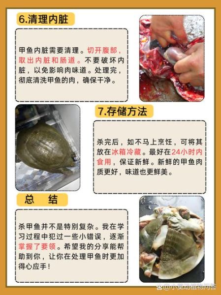 甲鱼怎么杀_甲鱼宰杀步骤图解-第3张图片-山城妙识 甲鱼怎么杀_甲鱼宰杀步骤图解-第3张图片-山城妙识