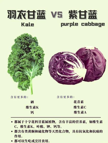 菠菜和羽衣甘蓝哪个营养更高_如何挑选最营养的绿叶蔬菜-第2张图片-山城妙识 菠菜和羽衣甘蓝哪个营养更高_如何挑选最营养的绿叶蔬菜-第2张图片-山城妙识