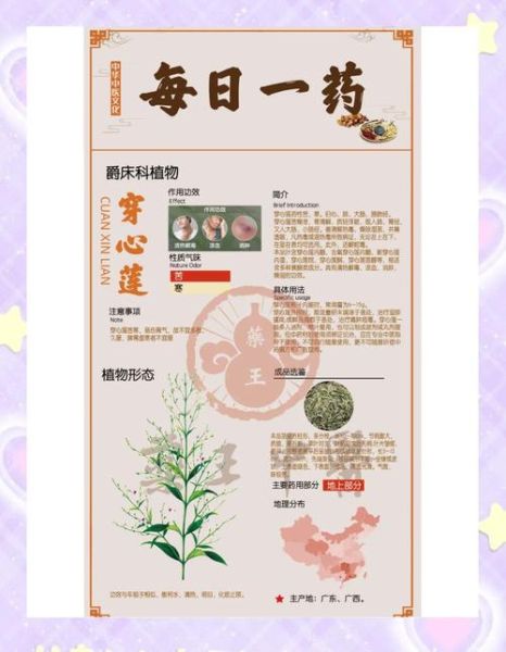 穿心莲的功效与作用_穿心莲的禁忌有哪些-第3张图片-山城妙识 穿心莲的功效与作用_穿心莲的禁忌有哪些-第3张图片-山城妙识