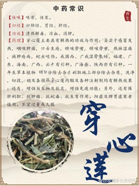 穿心莲的功效与作用_穿心莲的禁忌有哪些-第1张图片-山城妙识 穿心莲的功效与作用_穿心莲的禁忌有哪些-第1张图片-山城妙识