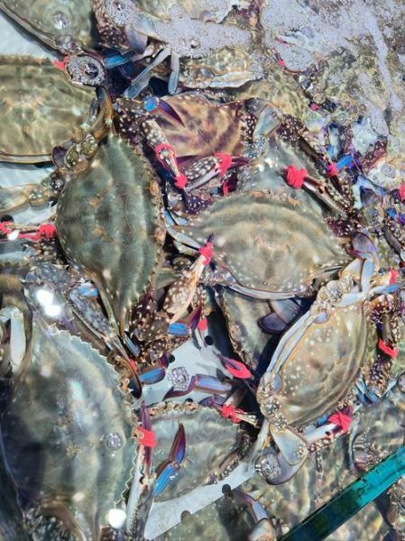 飞蟹什么时候最肥_飞蟹最肥的月份-第2张图片-山城妙识 飞蟹什么时候最肥_飞蟹最肥的月份-第2张图片-山城妙识