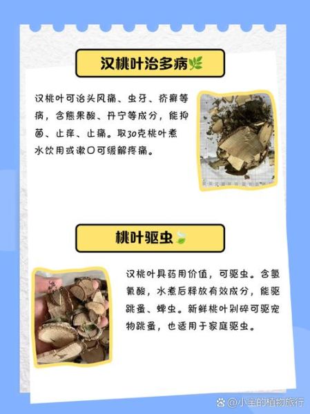 桃子叶的功效与作用_桃子叶能祛痘吗-第2张图片-山城妙识 桃子叶的功效与作用_桃子叶能祛痘吗-第2张图片-山城妙识