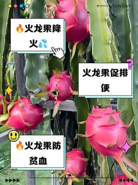 火龙果上火吗_吃多了会怎样-第2张图片-山城妙识 火龙果上火吗_吃多了会怎样-第2张图片-山城妙识
