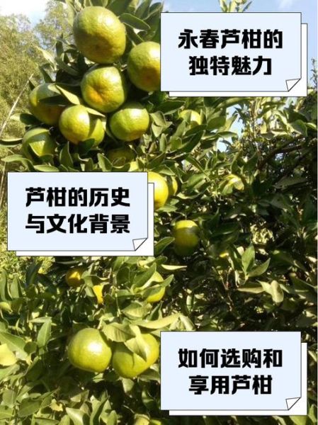 芦柑的营养价值及功效_芦柑吃了会上火吗-第2张图片-山城妙识 芦柑的营养价值及功效_芦柑吃了会上火吗-第2张图片-山城妙识