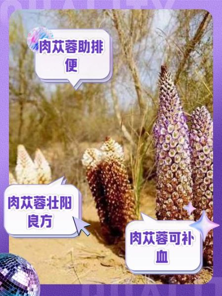 肉苁蓉怎么吃效果最好_肉苁蓉功效与禁忌-第3张图片-山城妙识 肉苁蓉怎么吃效果最好_肉苁蓉功效与禁忌-第3张图片-山城妙识