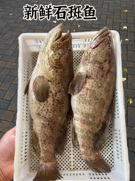 石斑鱼什么人不能吃_痛风能吃吗-第3张图片-山城妙识 石斑鱼什么人不能吃_痛风能吃吗-第3张图片-山城妙识