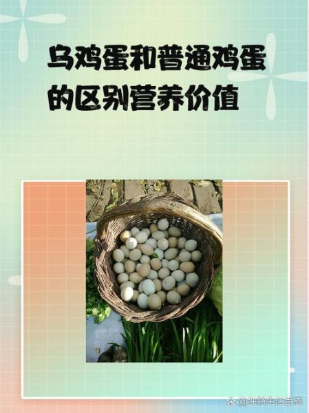 乌鸡蛋的功效与作用_乌鸡蛋和普通鸡蛋的区别-第1张图片-山城妙识 乌鸡蛋的功效与作用_乌鸡蛋和普通鸡蛋的区别-第1张图片-山城妙识