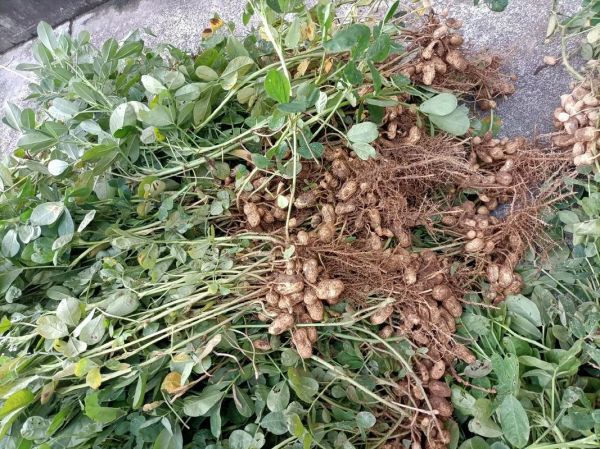 花生价格今日多少钱一斤_花生价格网最新行情-第2张图片-山城妙识 花生价格今日多少钱一斤_花生价格网最新行情-第2张图片-山城妙识