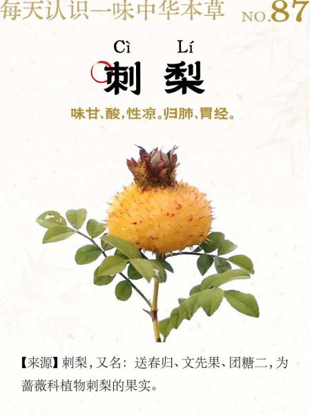 刺梨子图片_刺梨子的功效与作用-第2张图片-山城妙识 刺梨子图片_刺梨子的功效与作用-第2张图片-山城妙识