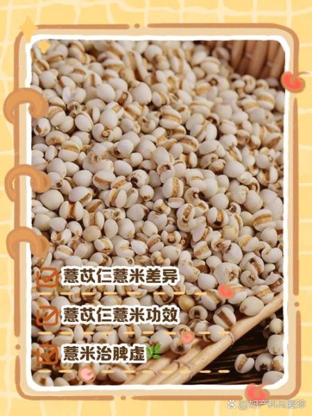 薏米减肥半个月30斤_真的靠谱吗-第1张图片-山城妙识 薏米减肥半个月30斤_真的靠谱吗-第1张图片-山城妙识