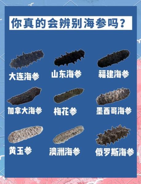 大连哪里买海参靠谱_大连海参选购避坑指南-第1张图片-山城妙识 大连哪里买海参靠谱_大连海参选购避坑指南-第1张图片-山城妙识