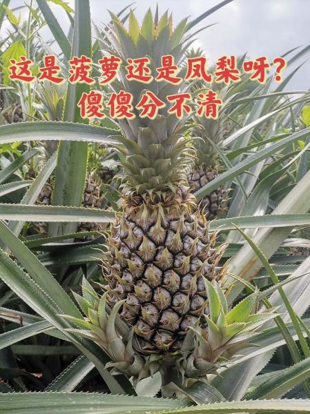 菠萝和凤梨是一种水果吗_区别在哪里-第2张图片-山城妙识 菠萝和凤梨是一种水果吗_区别在哪里-第2张图片-山城妙识