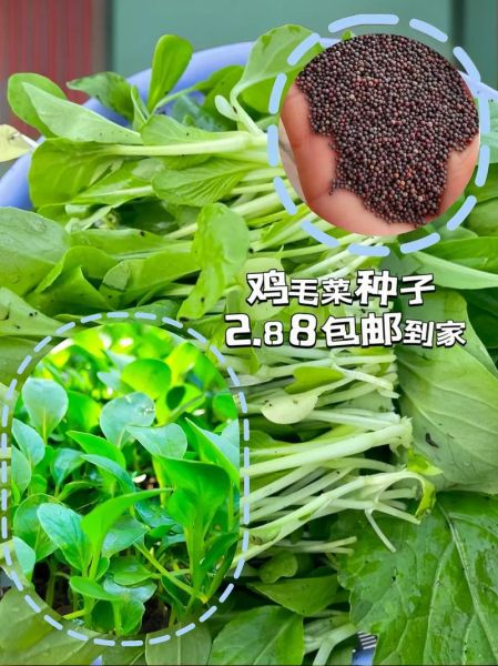 鸡毛菜是什么菜_鸡毛菜和小白菜的区别-第3张图片-山城妙识 鸡毛菜是什么菜_鸡毛菜和小白菜的区别-第3张图片-山城妙识