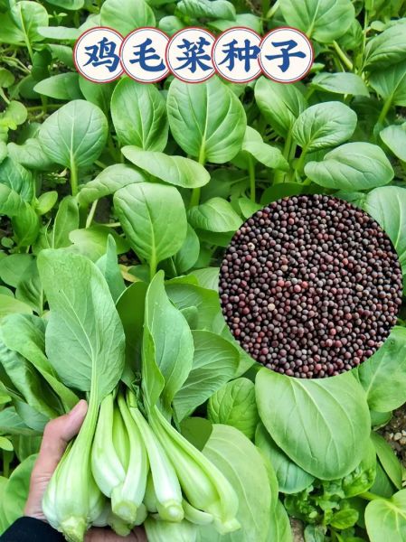 鸡毛菜是什么菜_鸡毛菜和小白菜的区别-第2张图片-山城妙识 鸡毛菜是什么菜_鸡毛菜和小白菜的区别-第2张图片-山城妙识