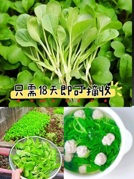 鸡毛菜是什么菜_鸡毛菜和小白菜的区别-第1张图片-山城妙识 鸡毛菜是什么菜_鸡毛菜和小白菜的区别-第1张图片-山城妙识