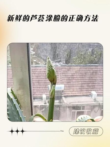 鲜芦荟涂脸上多久洗掉_鲜芦荟敷脸最佳时间-第1张图片-山城妙识 鲜芦荟涂脸上多久洗掉_鲜芦荟敷脸最佳时间-第1张图片-山城妙识