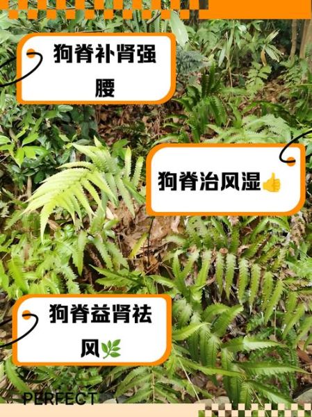 烫狗脊的功效与作用_烫狗脊适合哪些人吃-第1张图片-山城妙识