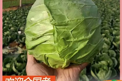 甘蓝菜和卷心菜的区别_哪个营养价值更高-第2张图片-山城妙识