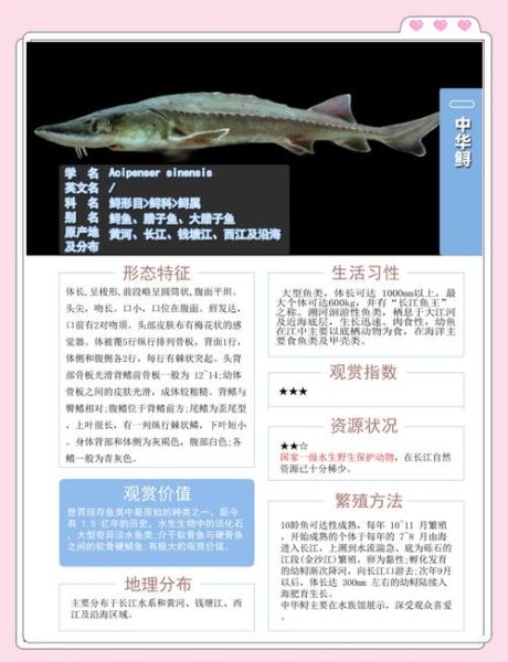 鲟鱼品种大全集图片_鲟鱼怎么区分-第2张图片-山城妙识 鲟鱼品种大全集图片_鲟鱼怎么区分-第2张图片-山城妙识