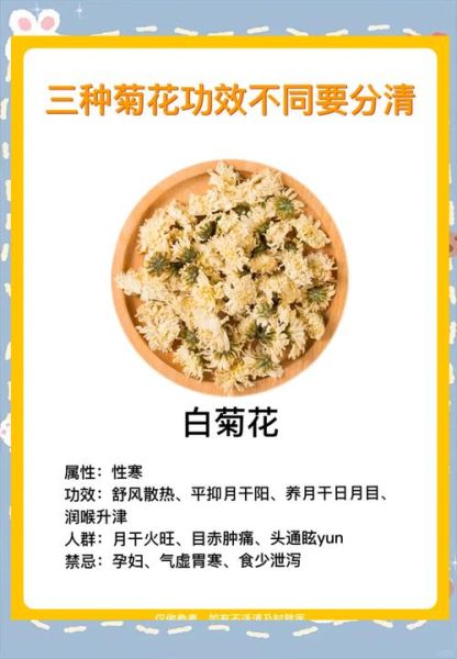 菊花有什么功效_菊花泡茶有什么禁忌-第1张图片-山城妙识 菊花有什么功效_菊花泡茶有什么禁忌-第1张图片-山城妙识