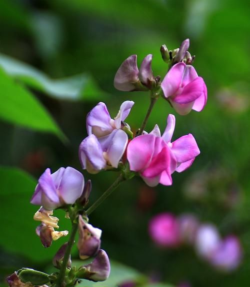 扁豆花图片怎么拍_扁豆花长什么样-第1张图片-山城妙识 扁豆花图片怎么拍_扁豆花长什么样-第1张图片-山城妙识