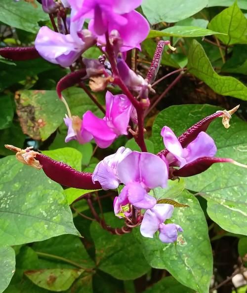 扁豆花图片怎么拍_扁豆花长什么样-第3张图片-山城妙识 扁豆花图片怎么拍_扁豆花长什么样-第3张图片-山城妙识