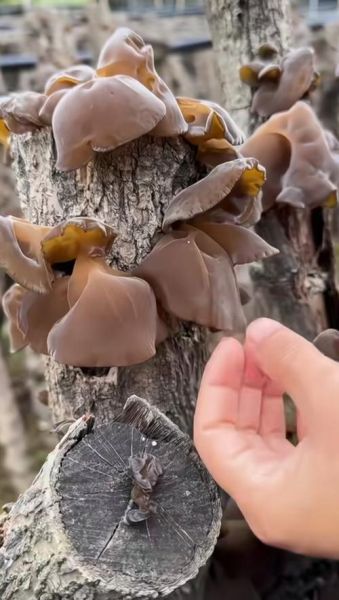 哪些野生木耳有毒_怎么分辨毒木耳-第1张图片-山城妙识 哪些野生木耳有毒_怎么分辨毒木耳-第1张图片-山城妙识