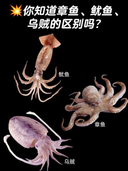 章鱼和乌贼的区别_哪个更聪明-第1张图片-山城妙识 章鱼和乌贼的区别_哪个更聪明-第1张图片-山城妙识
