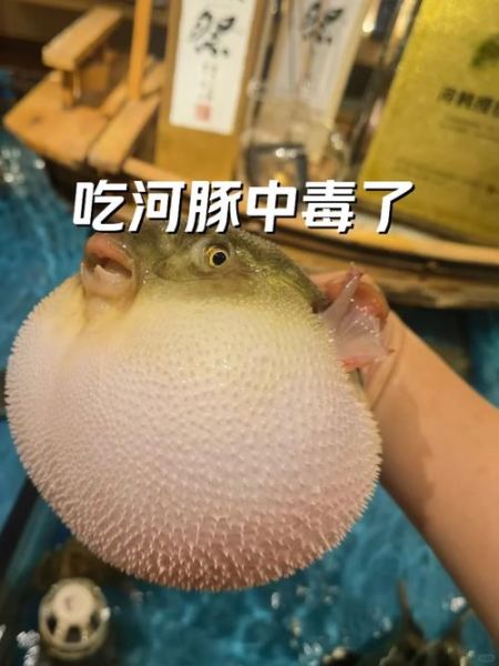 河豚中毒多久发作_中毒后多久出现症状-第1张图片-山城妙识 河豚中毒多久发作_中毒后多久出现症状-第1张图片-山城妙识