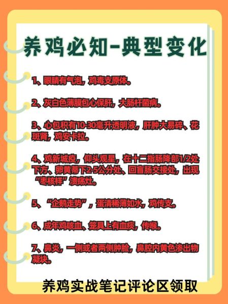 肉鸡怎么养_肉鸡养殖注意事项-第1张图片-山城妙识 肉鸡怎么养_肉鸡养殖注意事项-第1张图片-山城妙识