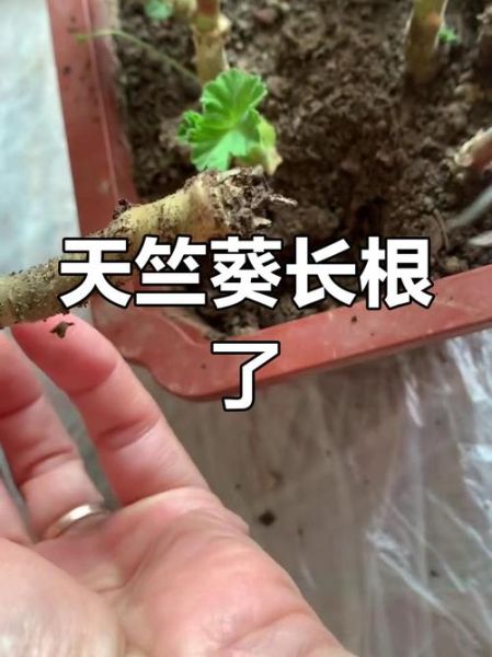 天竺葵扦插多久生根_天竺葵几月扦插最好-第2张图片-山城妙识 天竺葵扦插多久生根_天竺葵几月扦插最好-第2张图片-山城妙识