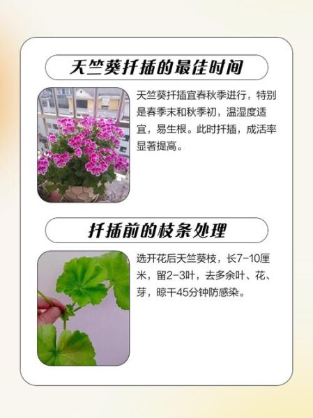 天竺葵扦插多久生根_天竺葵几月扦插最好-第1张图片-山城妙识 天竺葵扦插多久生根_天竺葵几月扦插最好-第1张图片-山城妙识