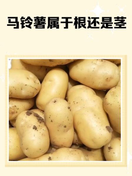 马铃薯是根还是茎_马铃薯的食用部位是什么-第1张图片-山城妙识 马铃薯是根还是茎_马铃薯的食用部位是什么-第1张图片-山城妙识