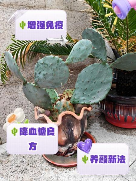 仙人掌去眼袋的小偏方_仙人掌去眼袋有效吗-第2张图片-山城妙识 仙人掌去眼袋的小偏方_仙人掌去眼袋有效吗-第2张图片-山城妙识