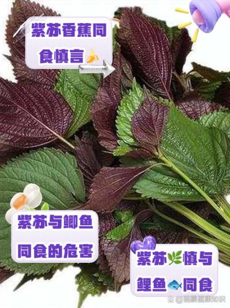 紫苏不能和什么一起吃_紫苏相克食物有哪些-第2张图片-山城妙识 紫苏不能和什么一起吃_紫苏相克食物有哪些-第2张图片-山城妙识