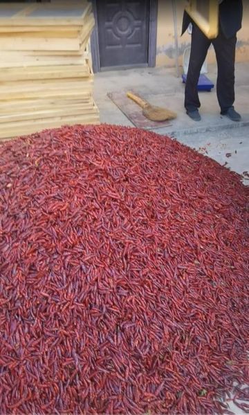 辣椒烘干机多少钱一台_辣椒烘干机怎么选-第1张图片-山城妙识 辣椒烘干机多少钱一台_辣椒烘干机怎么选-第1张图片-山城妙识