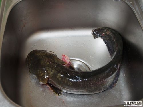 鲢鱼游戏怎么玩_鲢鱼游戏规则详解-第3张图片-山城妙识 鲢鱼游戏怎么玩_鲢鱼游戏规则详解-第3张图片-山城妙识