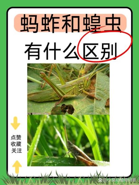蝗虫和蚂蚱的区别_蝗虫蚂蚱哪个危害大-第1张图片-山城妙识