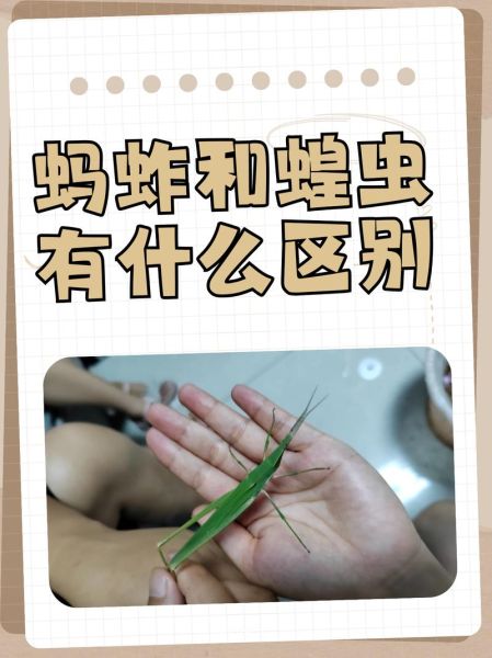 蝗虫和蚂蚱的区别_蝗虫蚂蚱哪个危害大-第2张图片-山城妙识