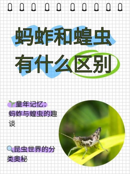 蝗虫和蚂蚱的区别_蝗虫蚂蚱哪个危害大-第3张图片-山城妙识