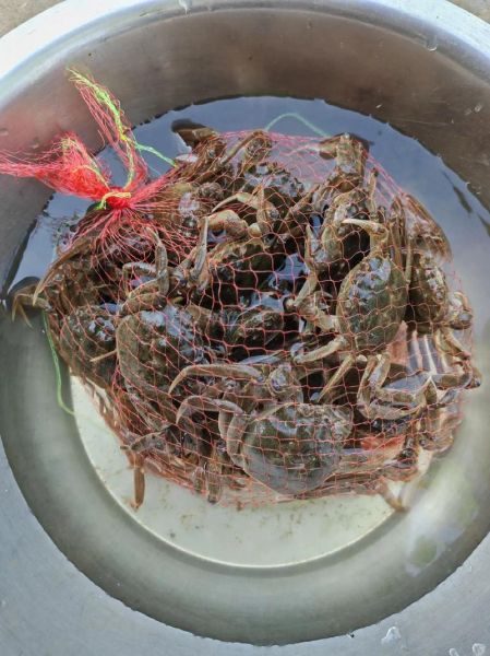 野生螃蟹吃什么食物_野生螃蟹爱吃什么-第2张图片-山城妙识