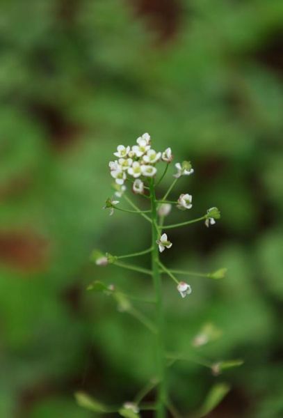 荠菜花有什么功效与禁忌_荠菜花泡水喝的注意事项-第2张图片-山城妙识