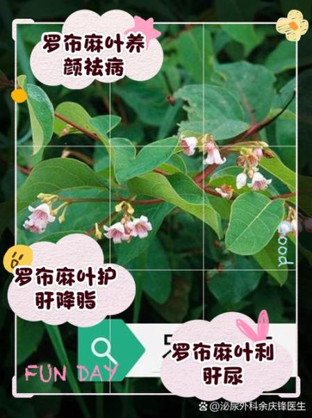 罗布麻叶禁忌_哪些人不能吃-第1张图片-山城妙识 罗布麻叶禁忌_哪些人不能吃-第1张图片-山城妙识