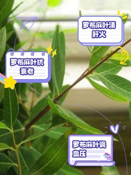 罗布麻叶禁忌_哪些人不能吃-第2张图片-山城妙识 罗布麻叶禁忌_哪些人不能吃-第2张图片-山城妙识