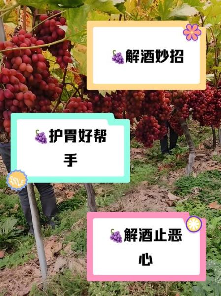 吃葡萄多了的副作用_葡萄吃多了会怎样-第1张图片-山城妙识