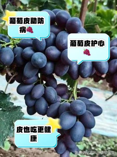 吃葡萄多了的副作用_葡萄吃多了会怎样-第3张图片-山城妙识