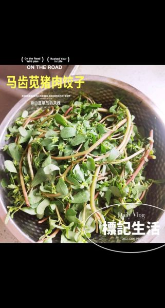马齿苋饺子怎么做_马齿苋饺子馅怎么调-第1张图片-山城妙识 马齿苋饺子怎么做_马齿苋饺子馅怎么调-第1张图片-山城妙识