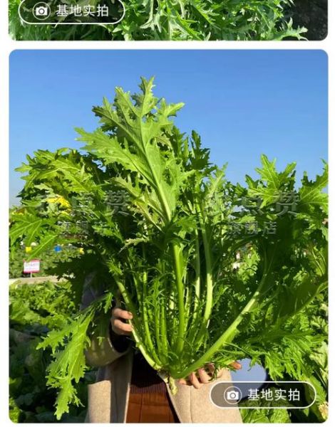 雪里蕻什么时候种_雪里蕻怎么种才高产-第3张图片-山城妙识