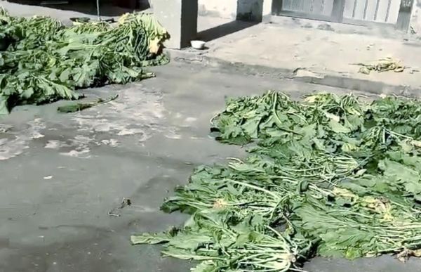 雪里蕻什么时候种_雪里蕻怎么种才高产-第1张图片-山城妙识