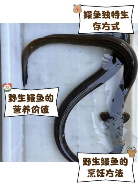 河鳗鱼多少钱一斤_河鳗鱼价格行情-第1张图片-山城妙识 河鳗鱼多少钱一斤_河鳗鱼价格行情-第1张图片-山城妙识